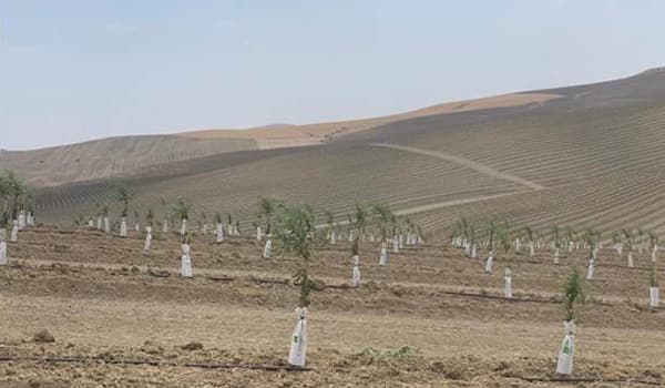 Types of Irrigation Drippers and their differences - AZUD