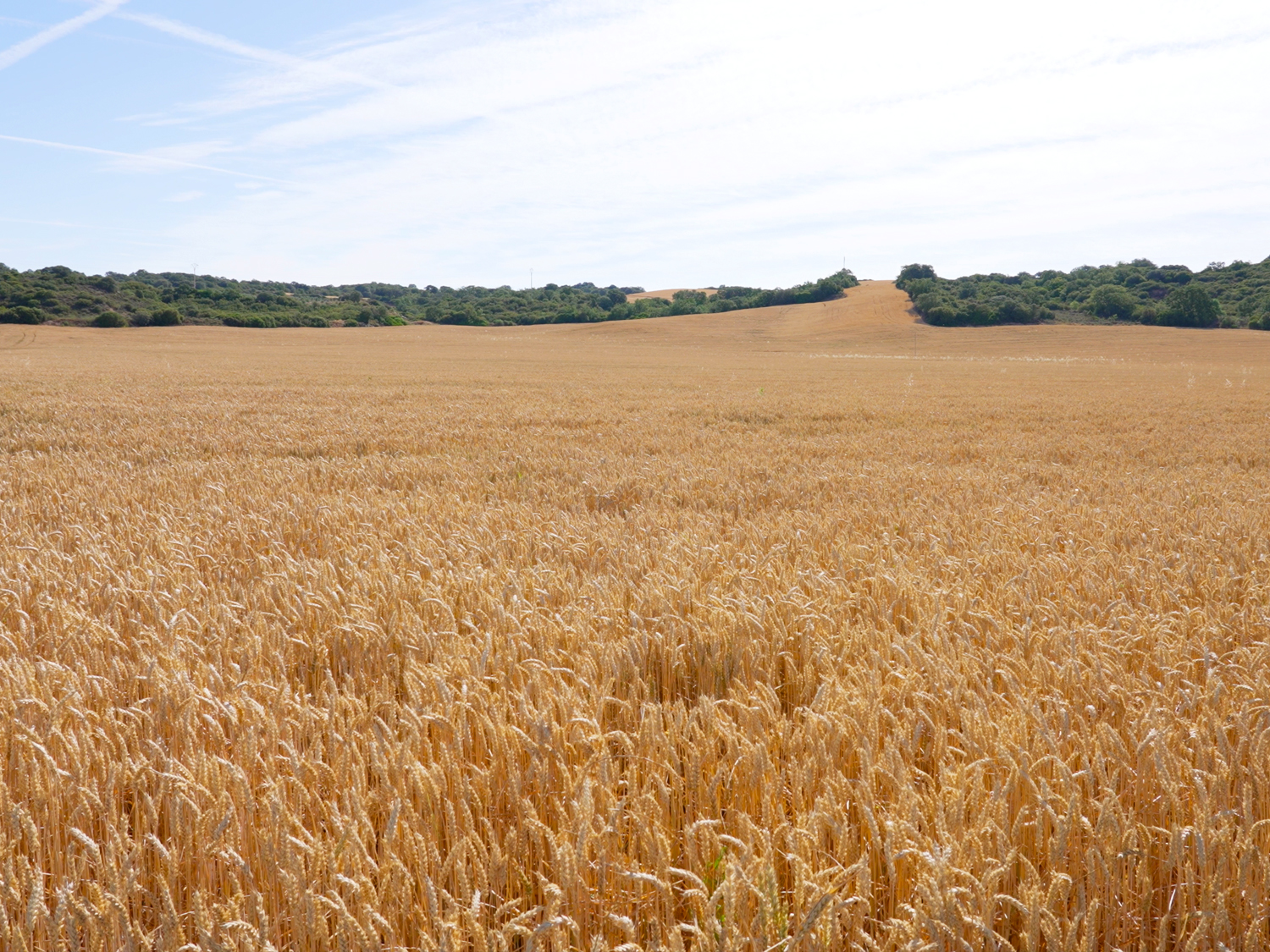 Subsurface Drip Irrigation (SDI) in a wheat farm: an ideal system for ...