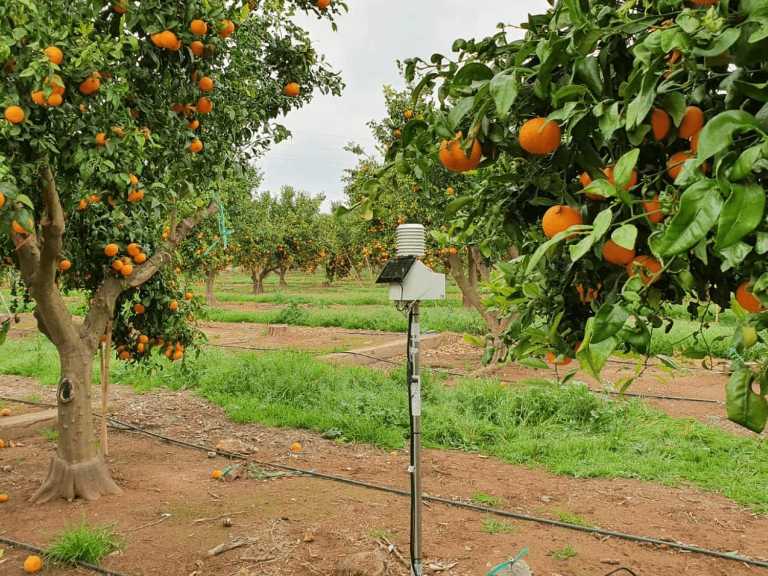 Digital agriculture to improve the health of mandarin cultivation - AZUD